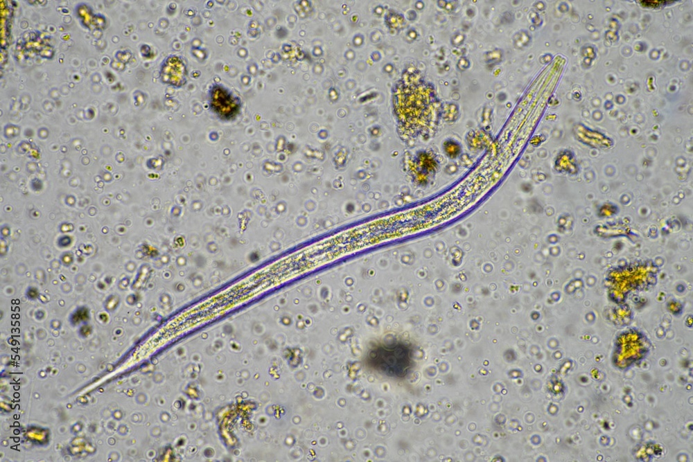 microorganisms and soil biology, with nematodes and fungi under the ...