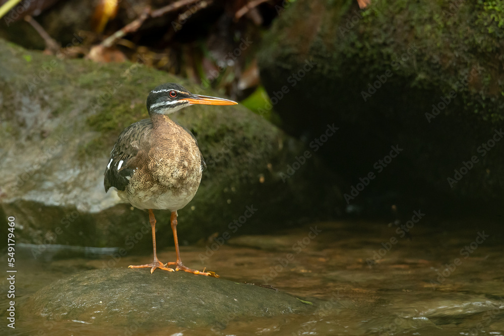 Sunbittern (Eurypyga helias) is a bittern-like bird of tropical regions ...