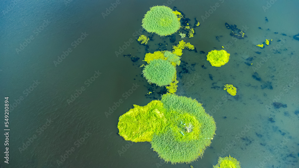 splendor of aquatic plants. a group of plants that grow on the surface ...