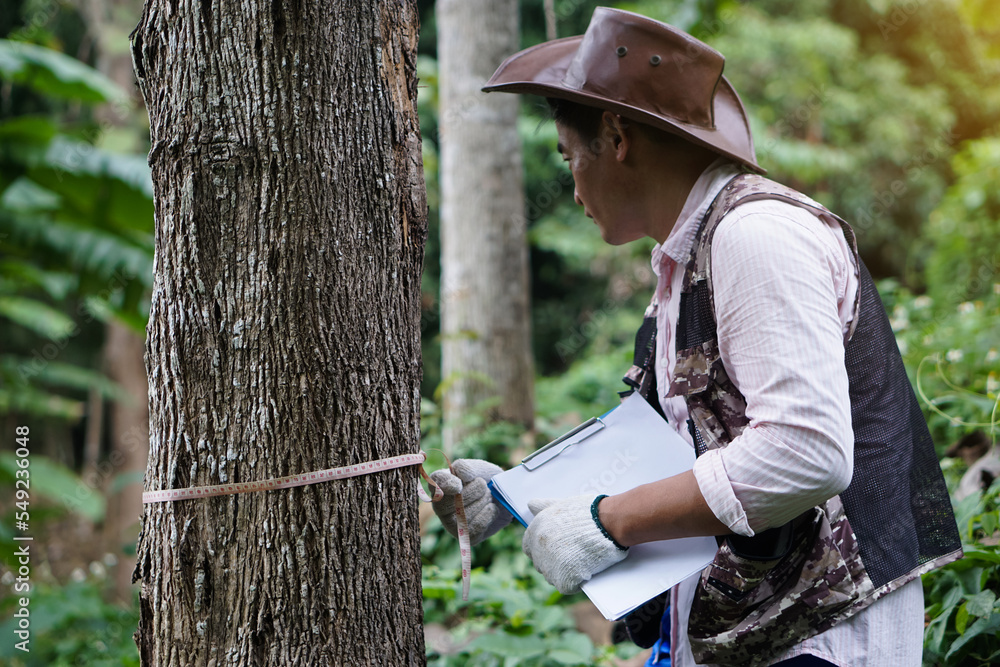 Asian male botanist is measuring trunk of tree to analysis and research ...