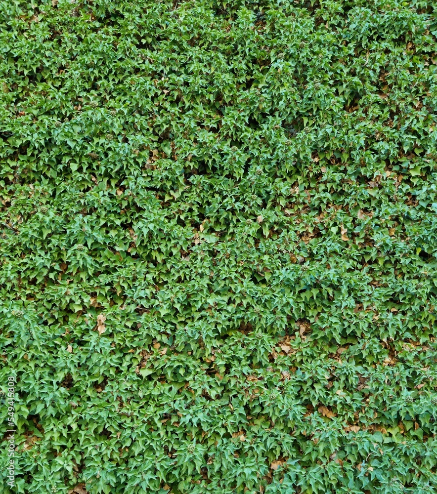 Foto de Stock Fondo natural con detalle y textura de multitud de hojas ...