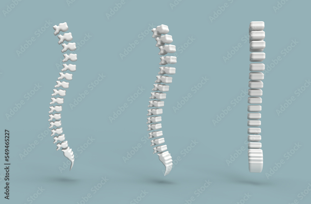 3D Realistic human spine backbone and vertebral column anatomy ...