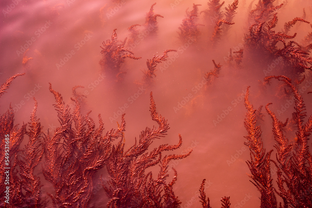 Algae in the turbid water. Beautiful natural red background. Stock ...