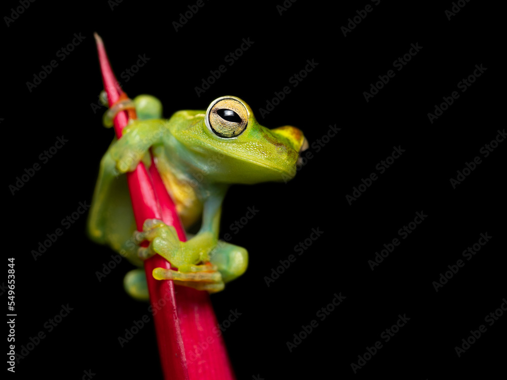 Canal Zone tree frog (Boana rufitela) is a species of frog in the ...