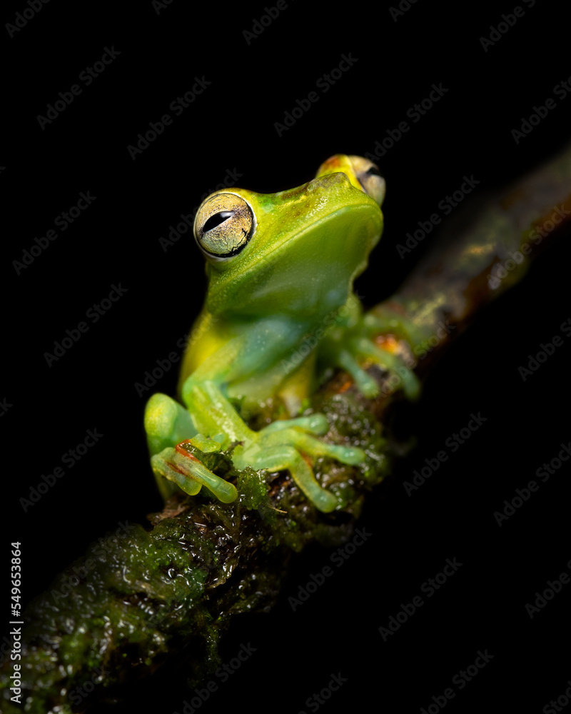 Canal Zone tree frog (Boana rufitela) is a species of frog in the ...