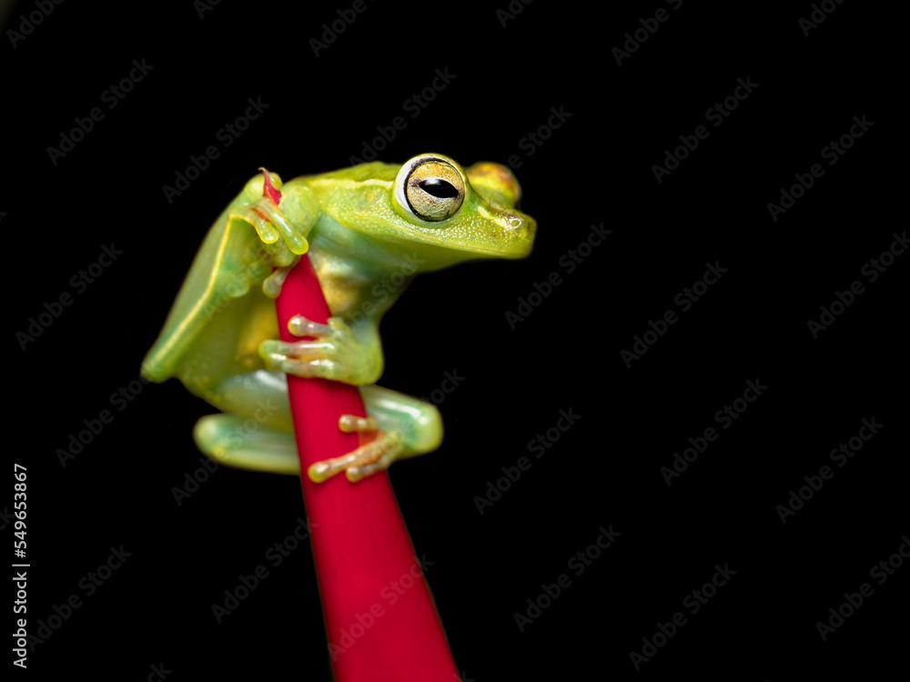 Canal Zone tree frog (Boana rufitela) is a species of frog in the ...