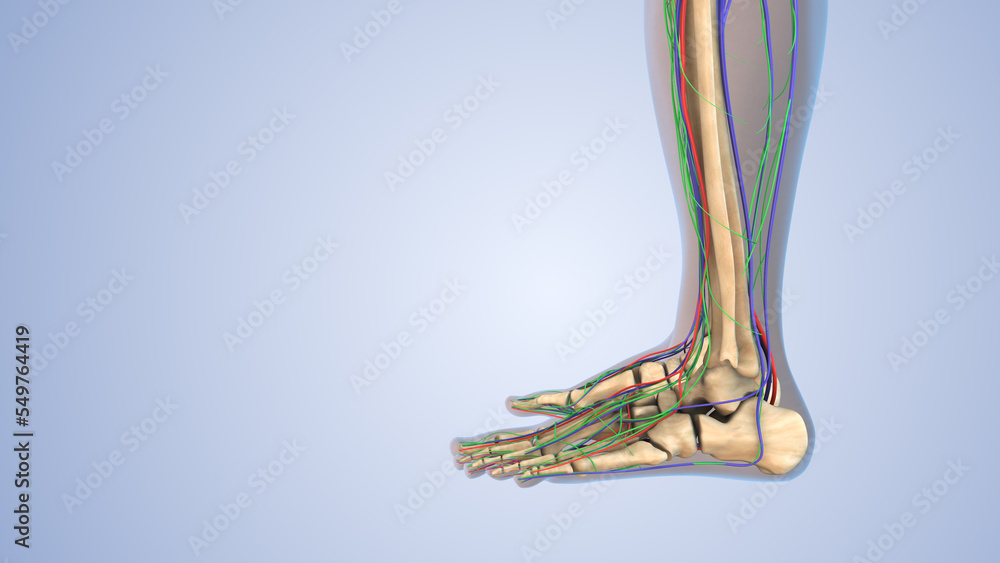 Human leg anatomy with skeleton, arteries,veins, nerves, and lymph ...