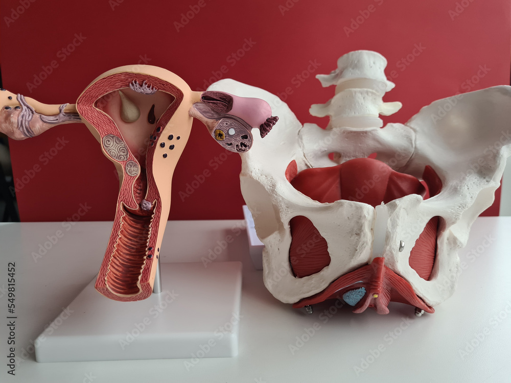 Pelvic bones of female reproductive system uterus anatomy 素材庫相片 | Adobe ...