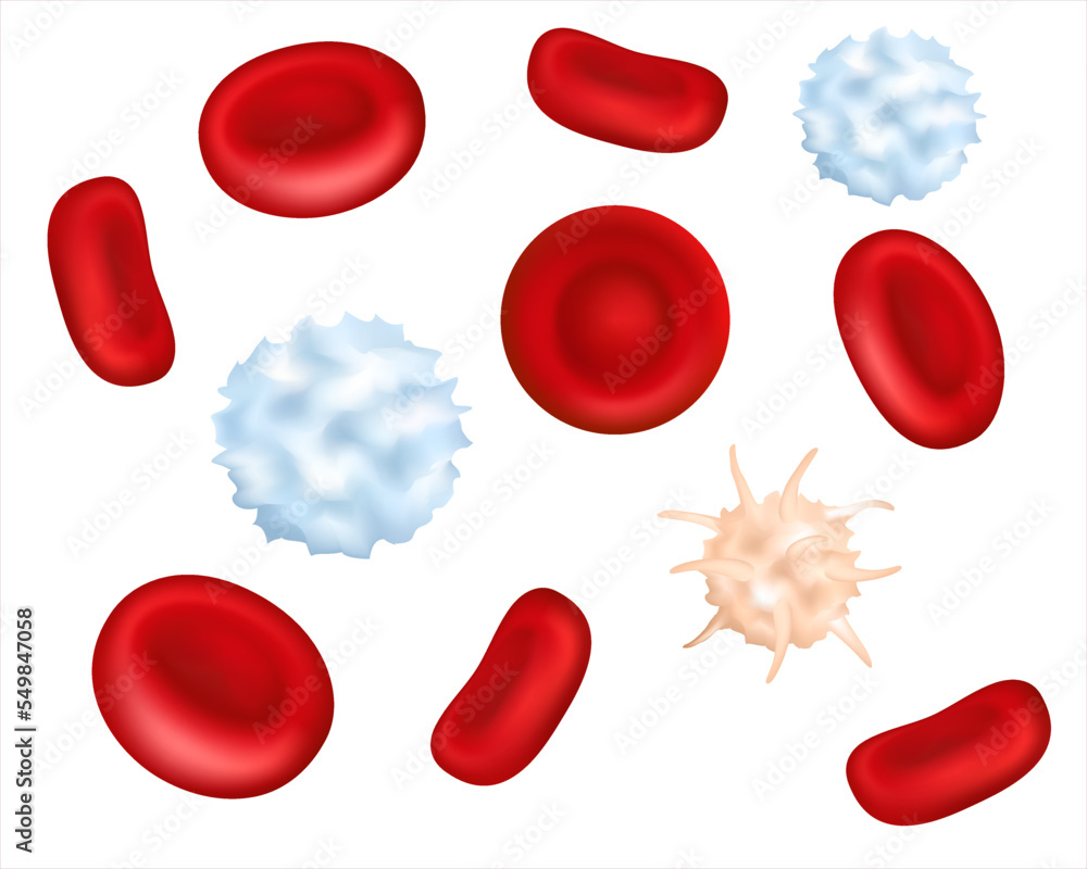 Healthy human platelets, red and white blood cells under microscope ...