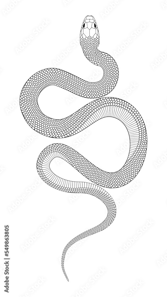 Line drawing illustration of a Snake. Stock Vector | Adobe Stock