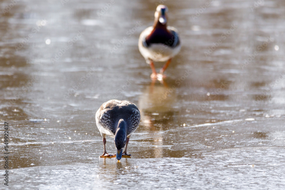 Red book mandarin ducks swim in the pond at dawn. Beautiful multi-colored ducks splash in the ...