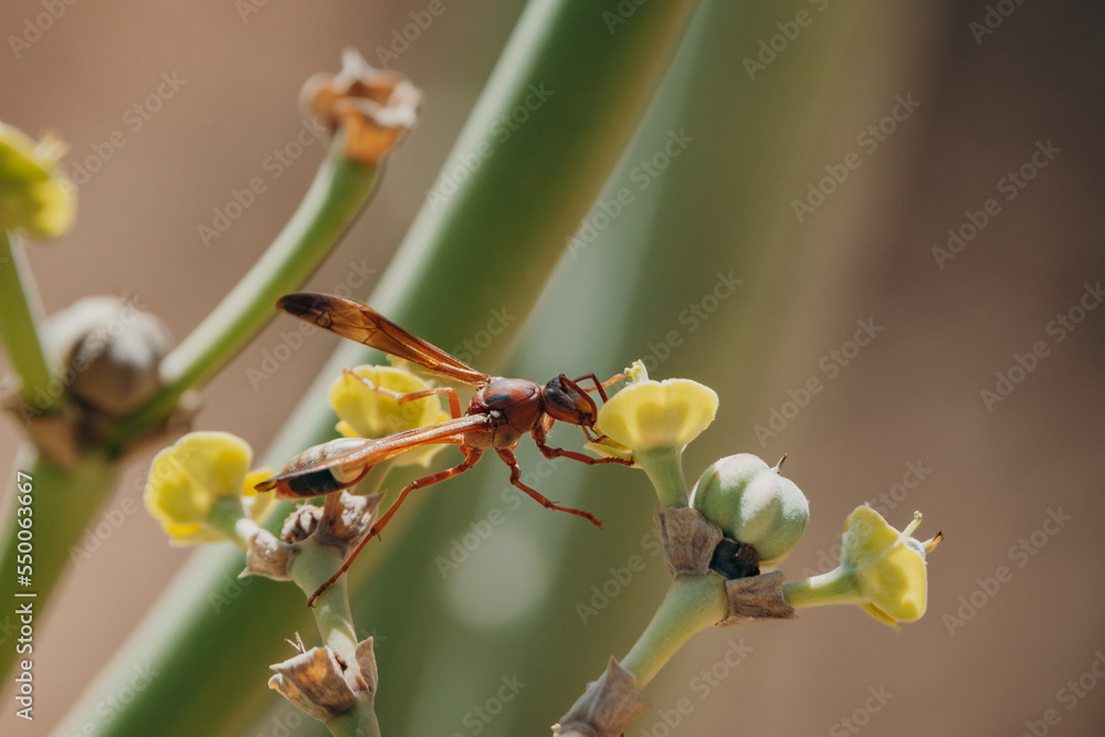 Stark taillierte südafrikanische Wespe (Belonogaster spec.) besucht die ...