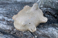 Frog Artifact Free Stock Photo - Public Domain Pictures