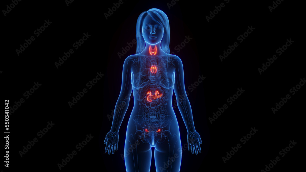 Ilustración de Stock 3d rendered medical illustration of a woman's ...