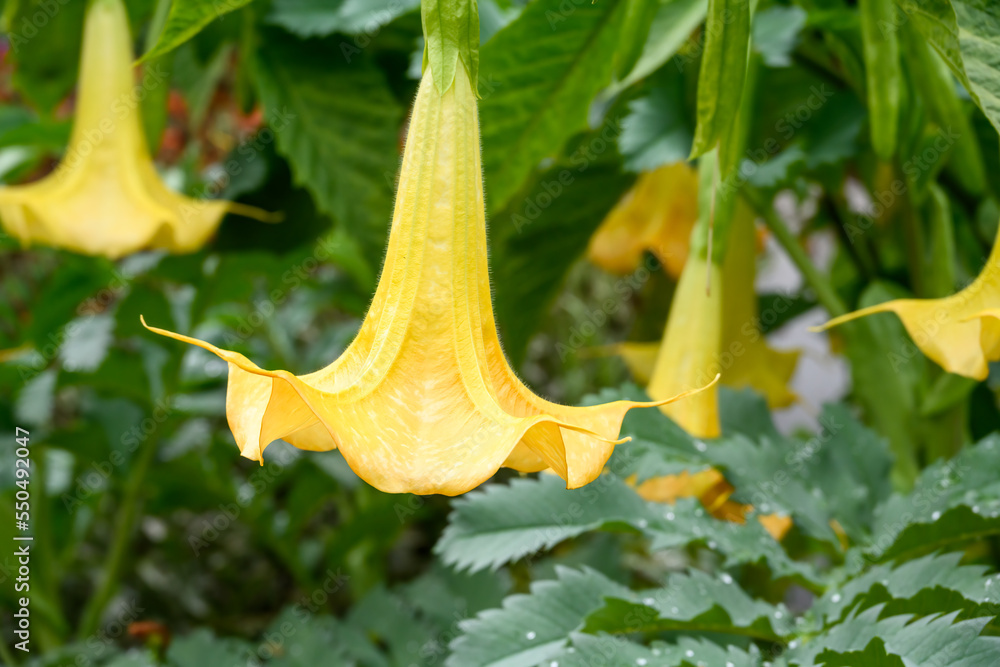 Exotic big yellow flowers of Yellow Angel's Trumpet plant in a fall ...