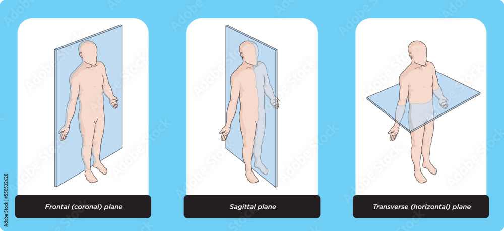 Anatomical planes of the body, Anatomical planes of sections, showing the sagittal, coronal and ...