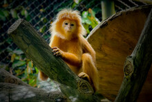 East Javan Langur Free Stock Photo - Public Domain Pictures