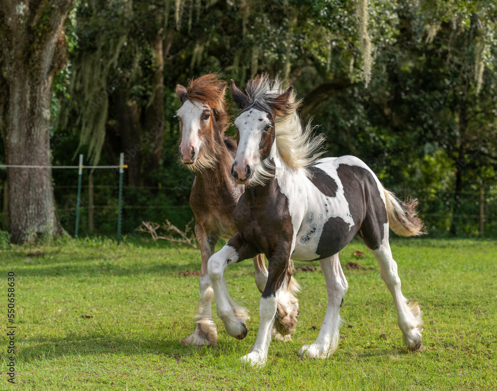 Weanling Gypsy Vanner Horse colt and filly foal buddies Stock Photo ...