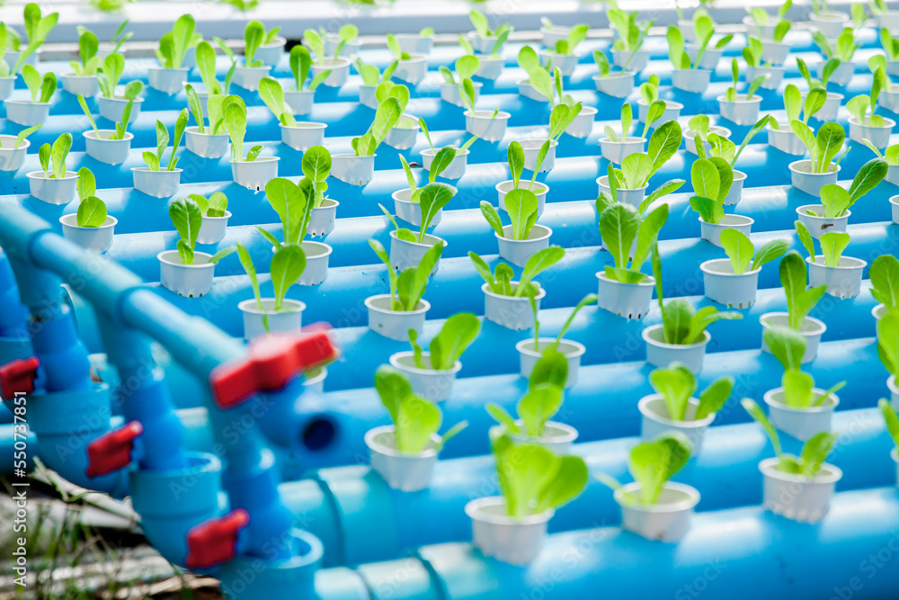 Hydroponics method of growing plants using mineral nutrient solutions ...