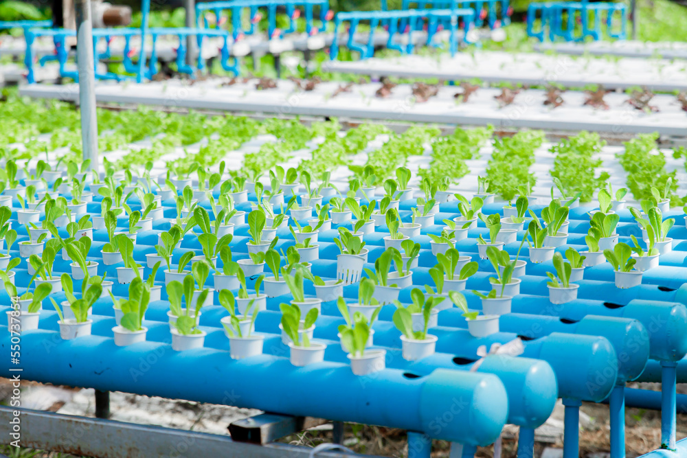 Hydroponics method of growing plants using mineral nutrient solutions ...