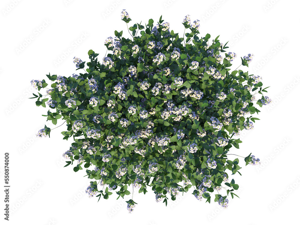 Quince Tree top view png alpha channel Stock Illustration | Adobe Stock