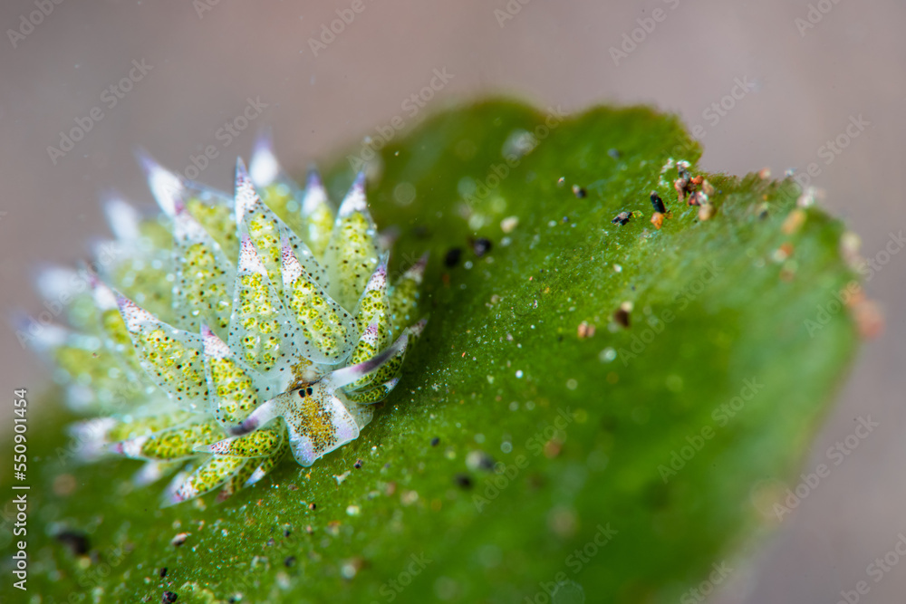 Shaun the sheep Sea Slug Stock Photo | Adobe Stock