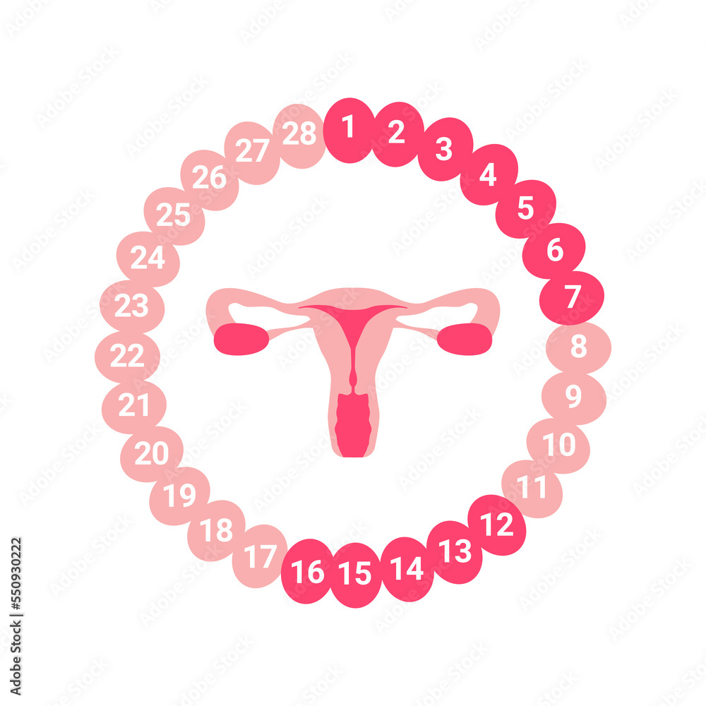 female menstrual cycle. Female reproductive system. Uterus organ ...