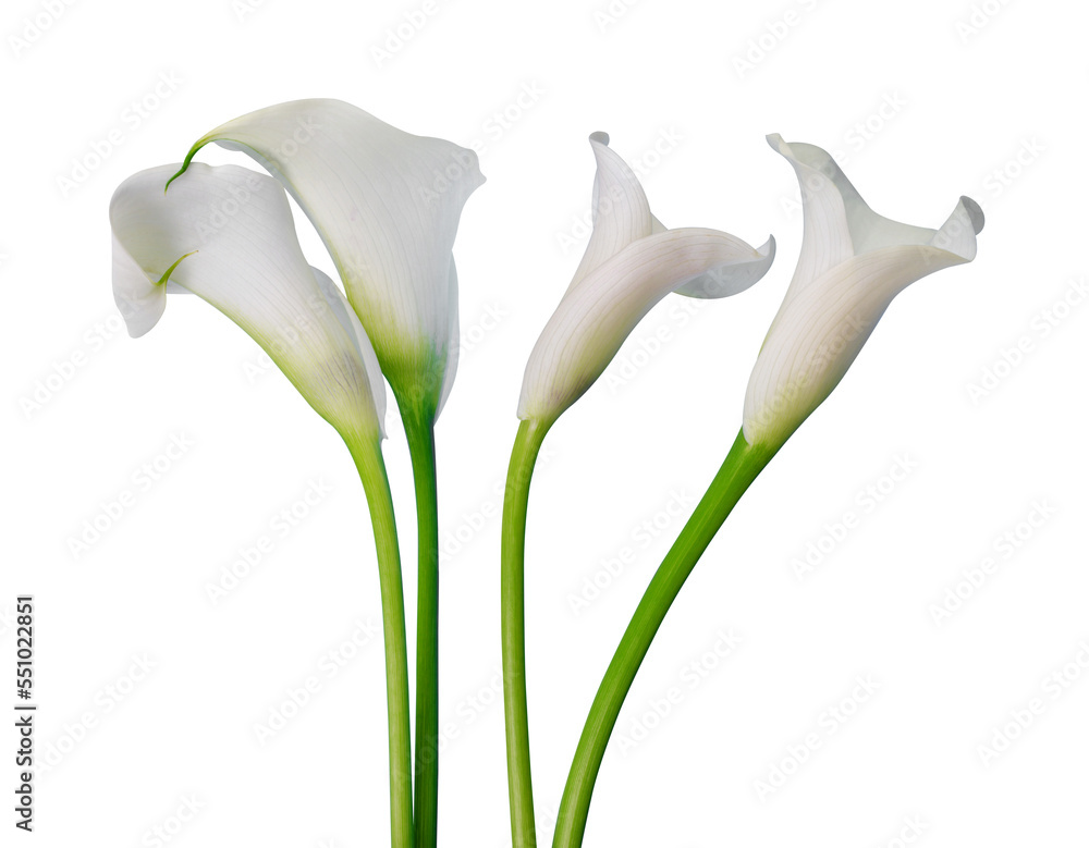 White calla lilies isolated on transparent background, PNG. Stock Photo ...