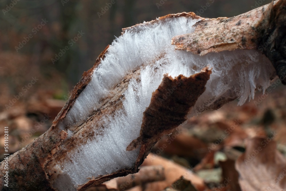 An unusual natural phenomenon - mysterious hair ice on wood looks like ...