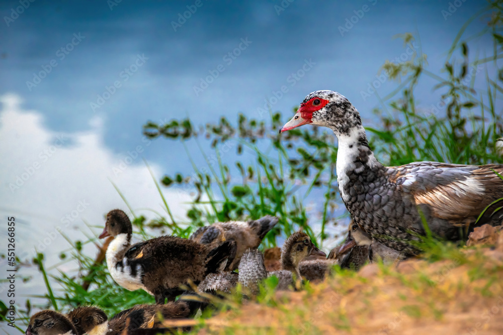 duck family walking on land in animals world. adult male and female ...