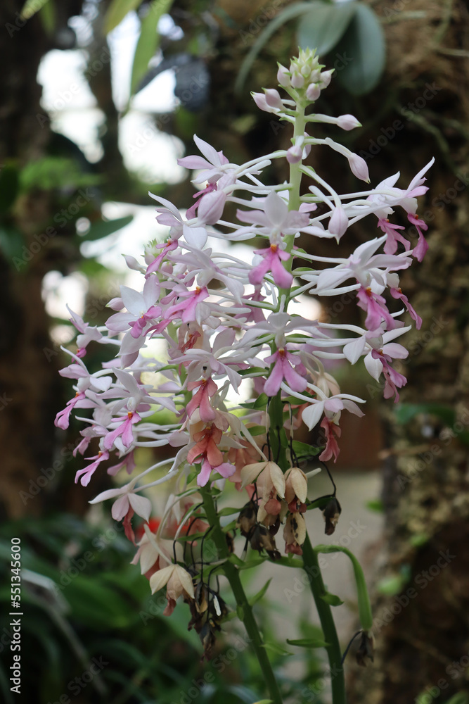Phaius tankervilleae, commonly known as the greater swamp-orchid, swamp ...