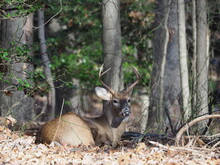 White-tail Buck Resting Free Stock Photo - Public Domain Pictures