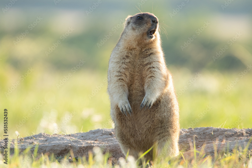 The groundhog stands on its hind legs near the burrow and whistles ...