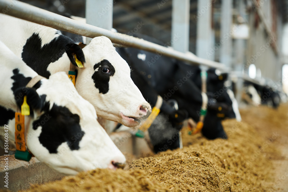 Selective focus on white purebred dairy cow standing in cowshed between ...