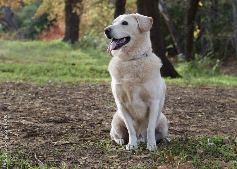 Portrait of a Dog, man's best friend, Chow, Labrador Retriever Mix ...
