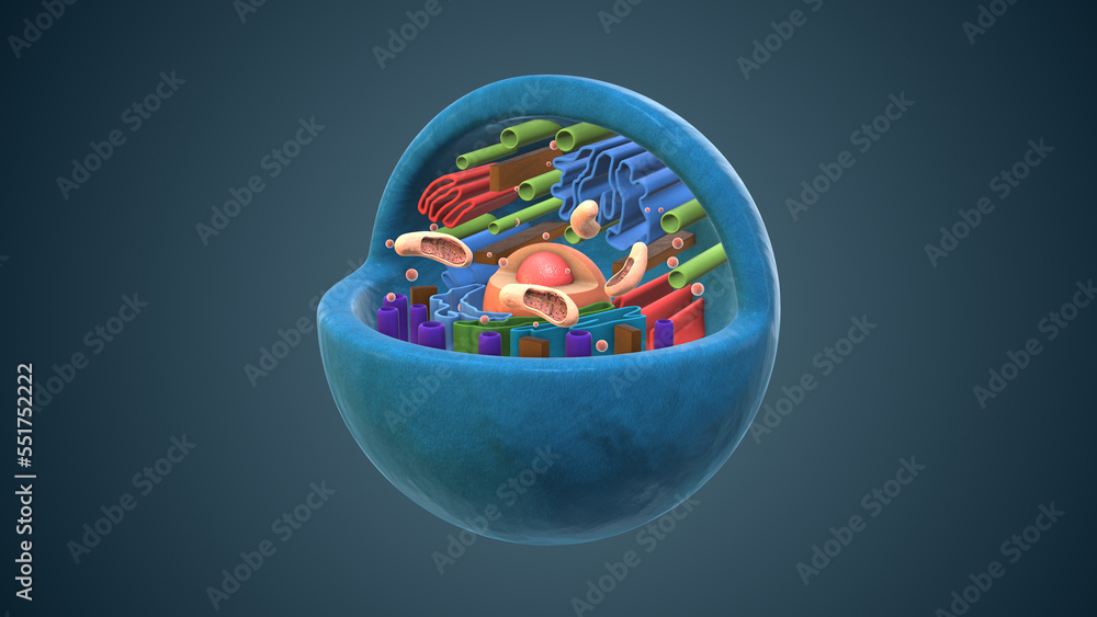Internal structure of an animal cell Stock Illustration | Adobe Stock