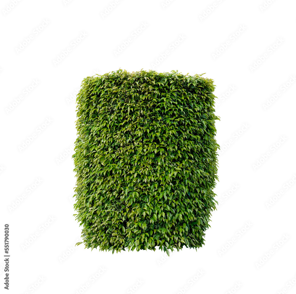 Banyan tree shrub or Ficus annulata Blume in rectangular shape for ...