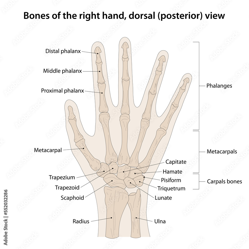 Bones of the right hand, dorsal (posterior) view Stock Illustration ...