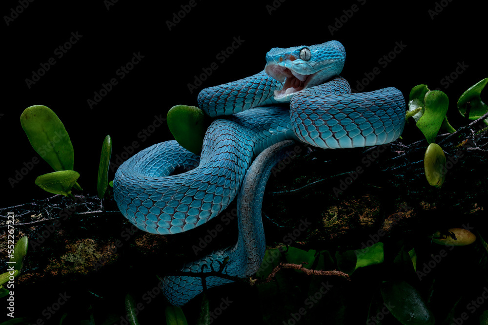 Foto de Stock Trimeresurus insularis is venomous pit vipers and endemic ...