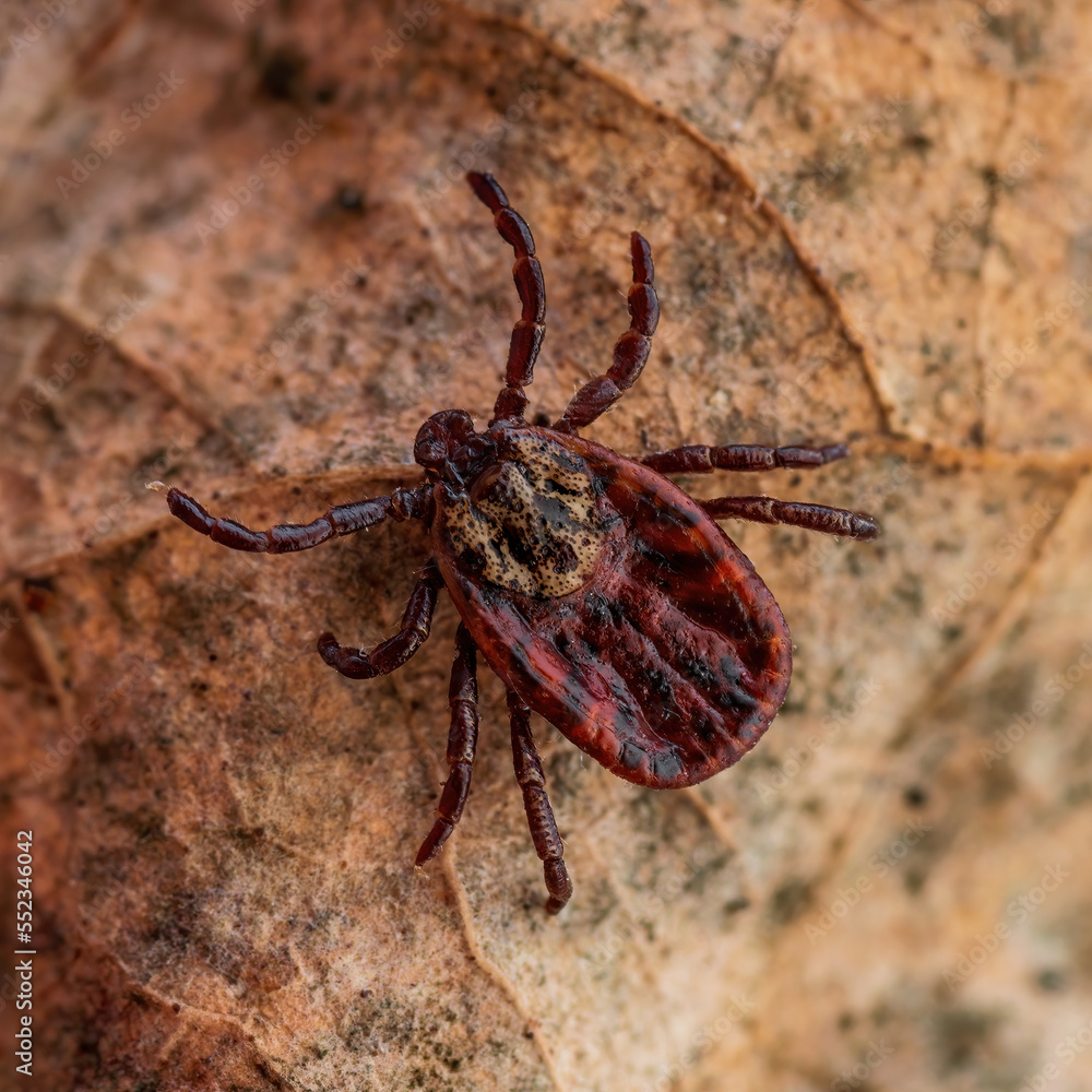Encephalitis Tick Insect Crawling on Leaf. Lyme Borreliosis Disease ...