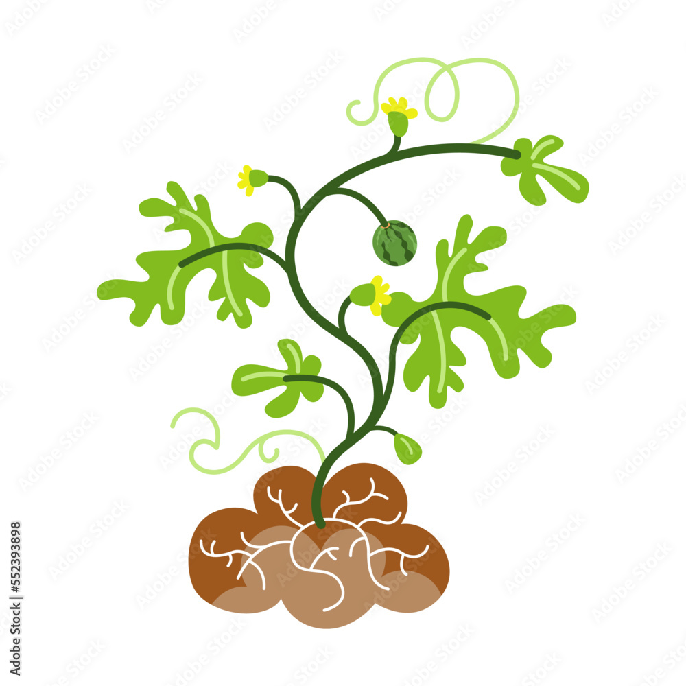 Cartoon Watermelon sprout with green leaves isolated on white ...