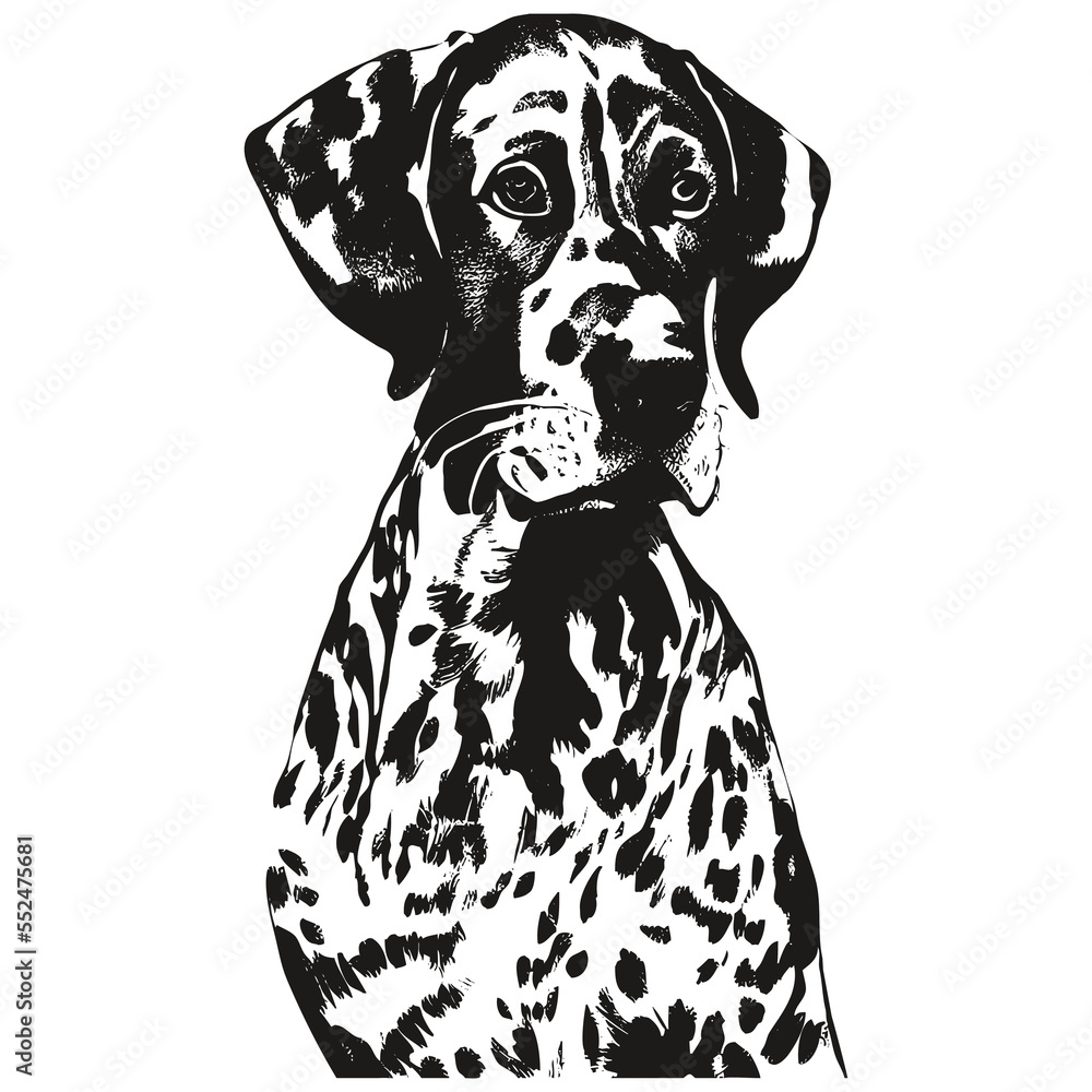 Vector de Stock Pointer German Shorthaired line drawing vector ,black ...