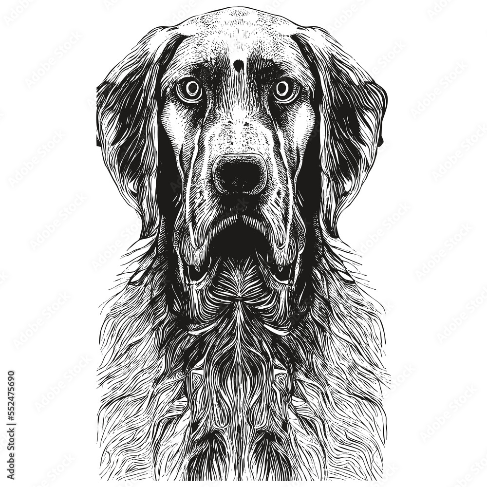 Pointer German Shorthaired vector portrait hand drawn ,black and white ...