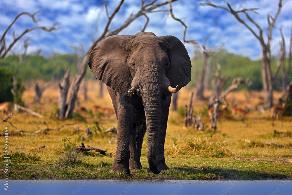 Elephant in the grass, blue sky. Wildlife scene from nature, elephant ...