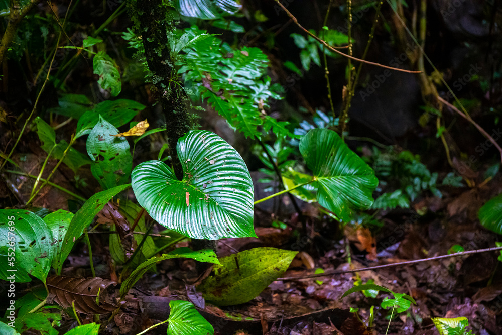 A close-up on the unique foliage of plants growing in the Costa Rican ...