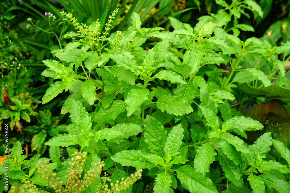 Ocimum tenuiflorum, Holy basil, Sacred basil, Shyama tulsi,Rama tulsi ...