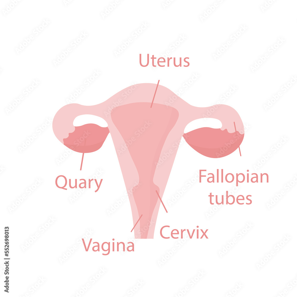 Womb anatomy illustration with organ names. Biological women internal ...