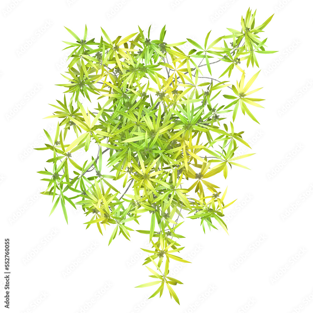 Generic Plant Tree PNG rendered in 4K Resolution for compositing and ...