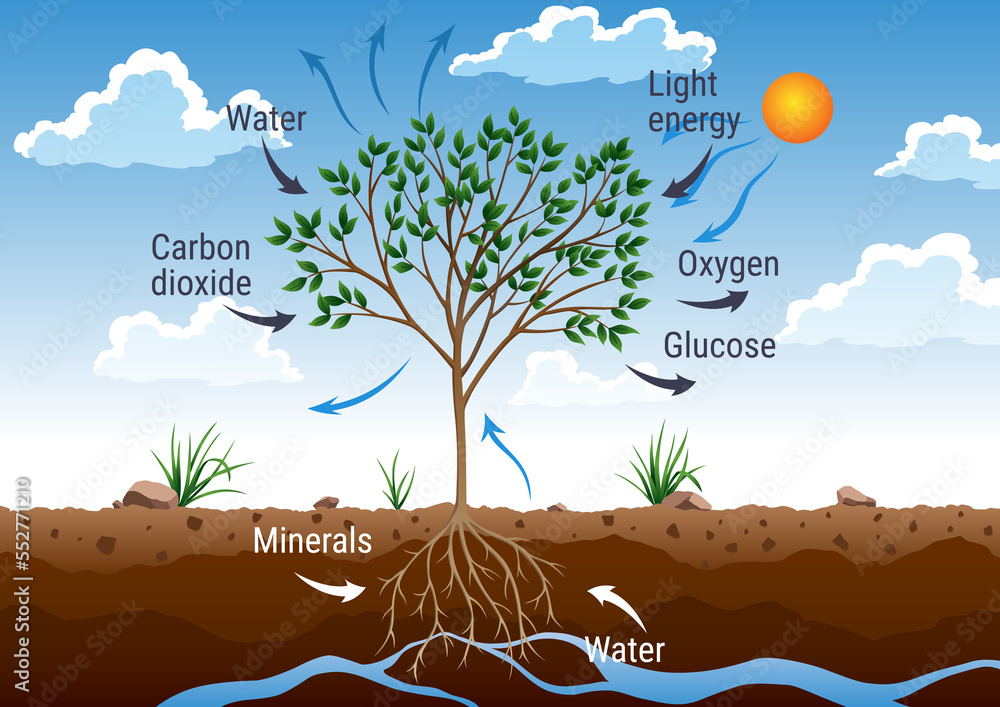 Photosynthesis process. Tree produce oxygen using rain and sun. Diagram ...