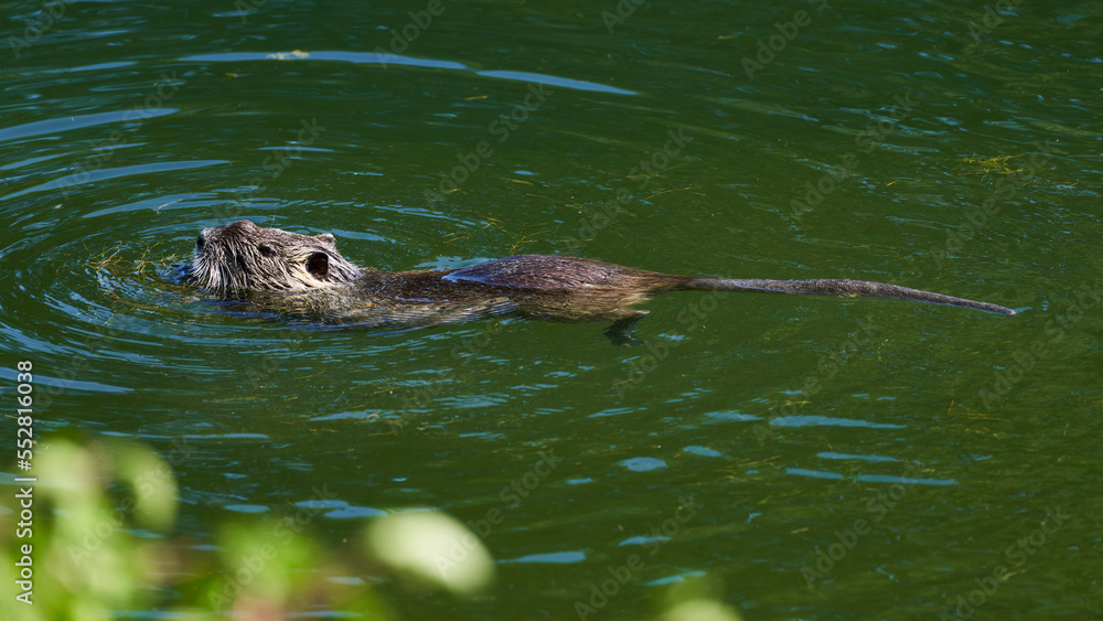 Nutria swimming in a river downtown Strasbourg Stock Photo | Adobe Stock